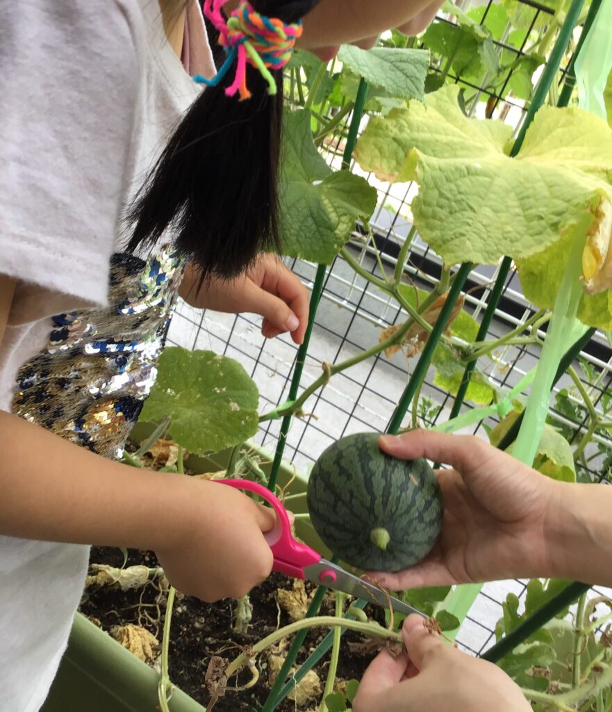 ⁂すいかができたよ🍉 | アソシエブログ